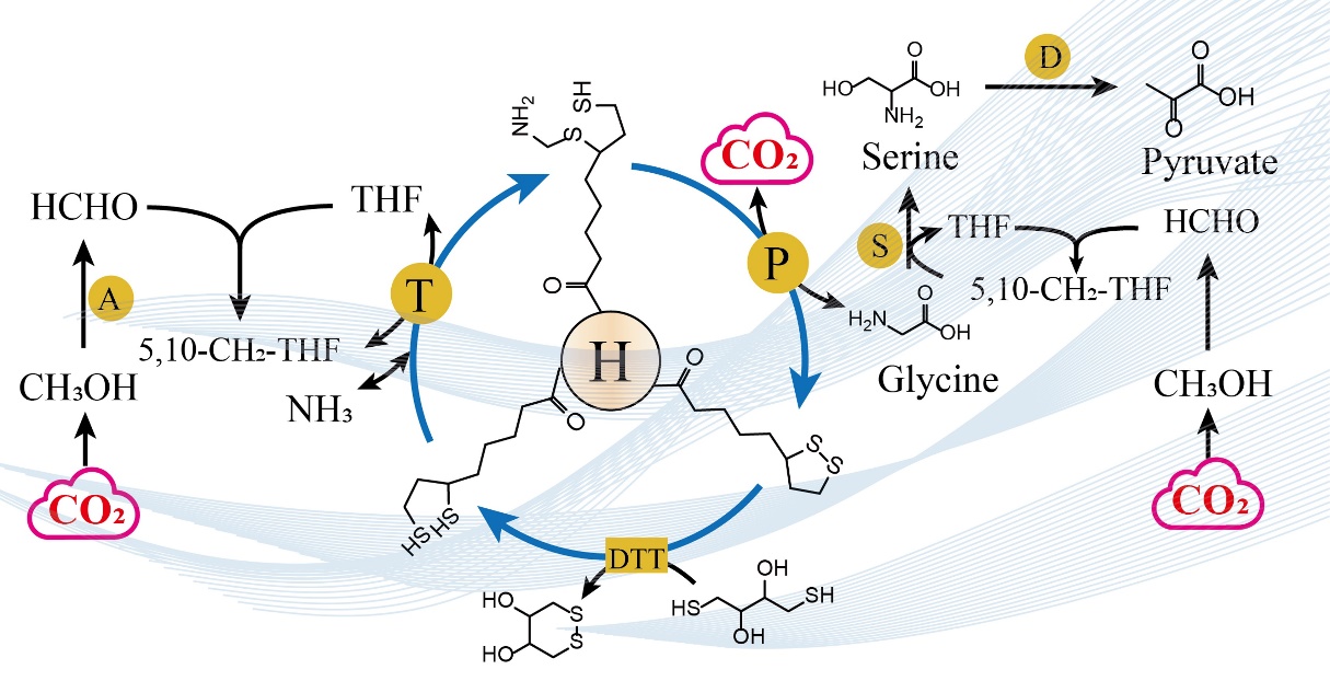 Turn air-derived CO2 as sustainable feedstock into amino acids