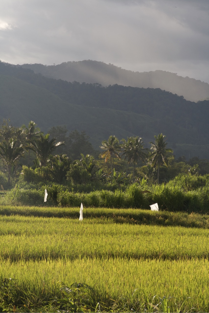 How agricultural diversification enhances sustainability in global rice ...